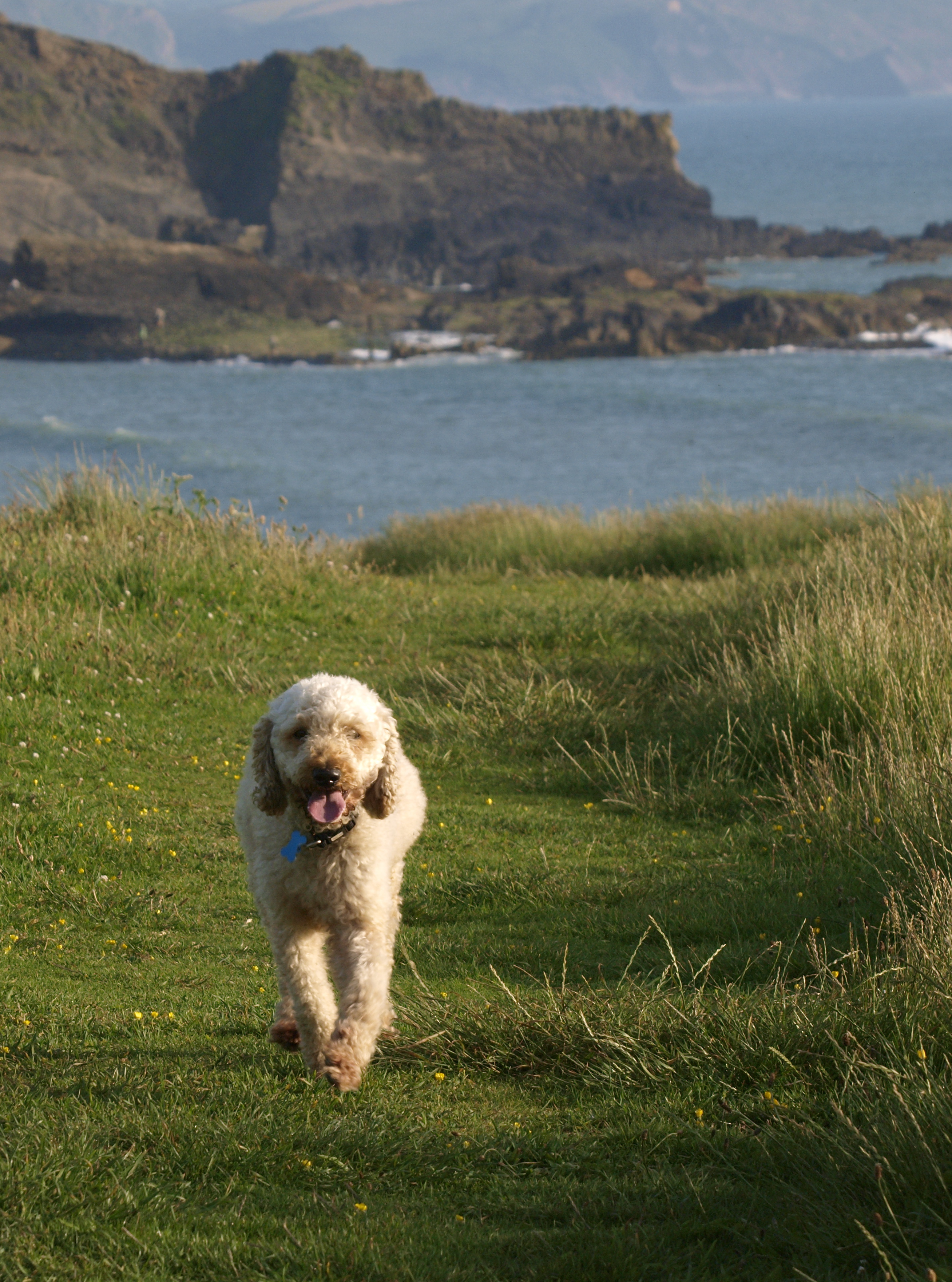 The Science Behind Pets That Find Their Way Home