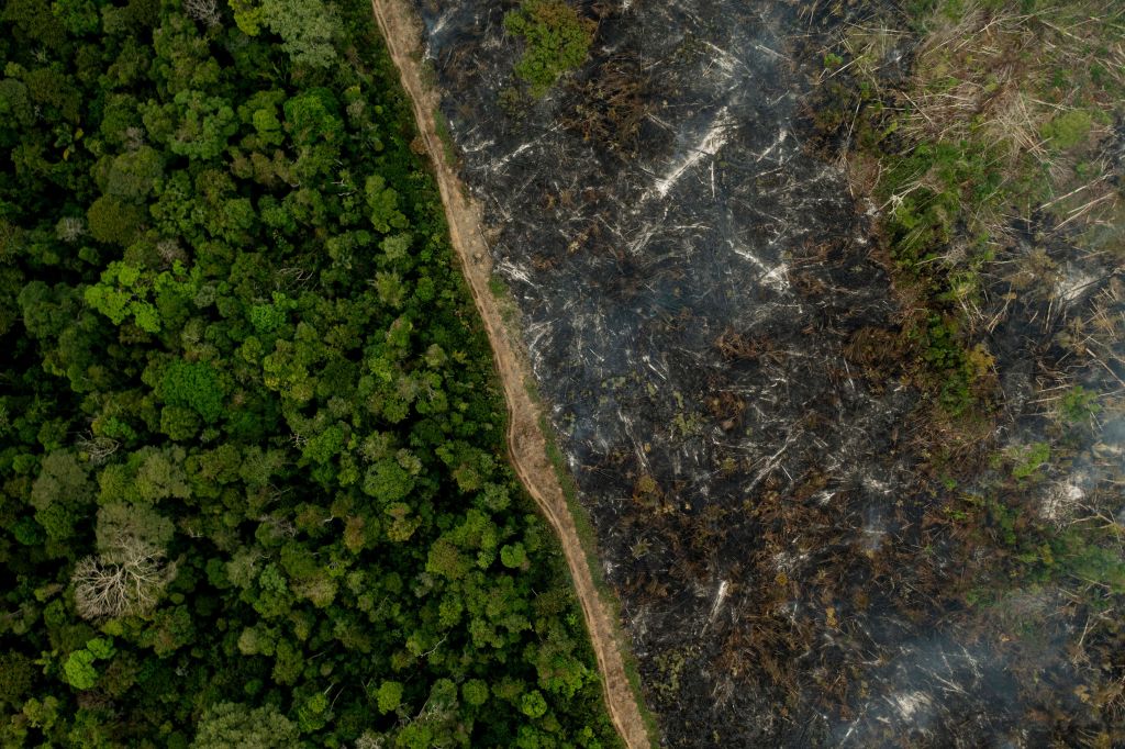 How Do Trees Affect Climate Change?