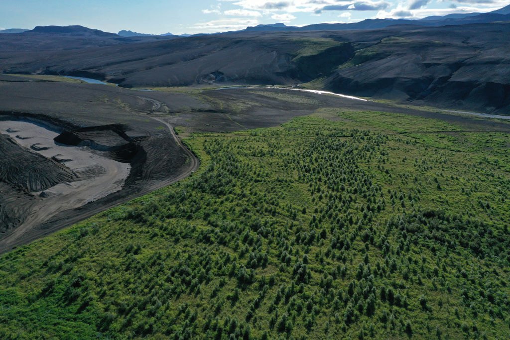 Bogus Carbon Credits a 'Pervasive' Problem, Scientists Warn