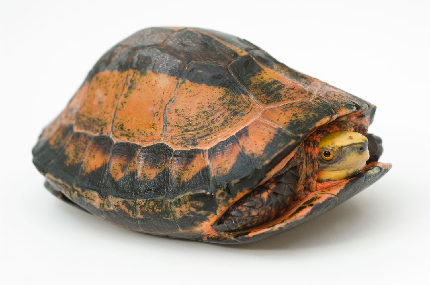 The World's Most Endangered Freshwater Turtles and Tortoises