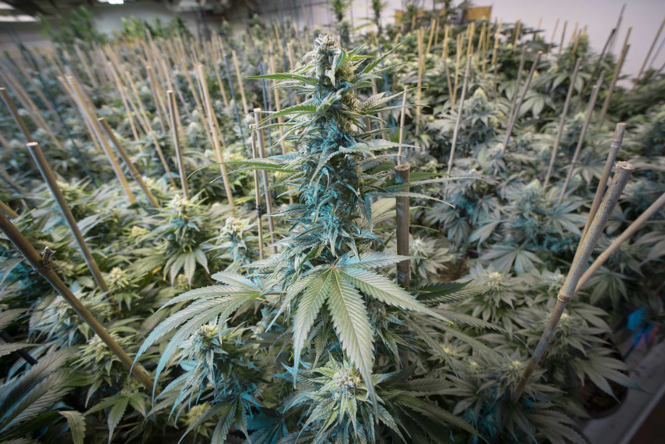 Colorado Marijuana Tax Revenue in 2015 Tops $70 Million