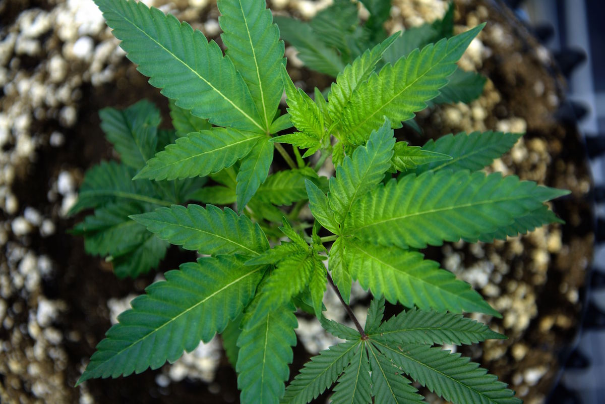 420 and Marijuana History: How April 20 Became 'Weed Day'