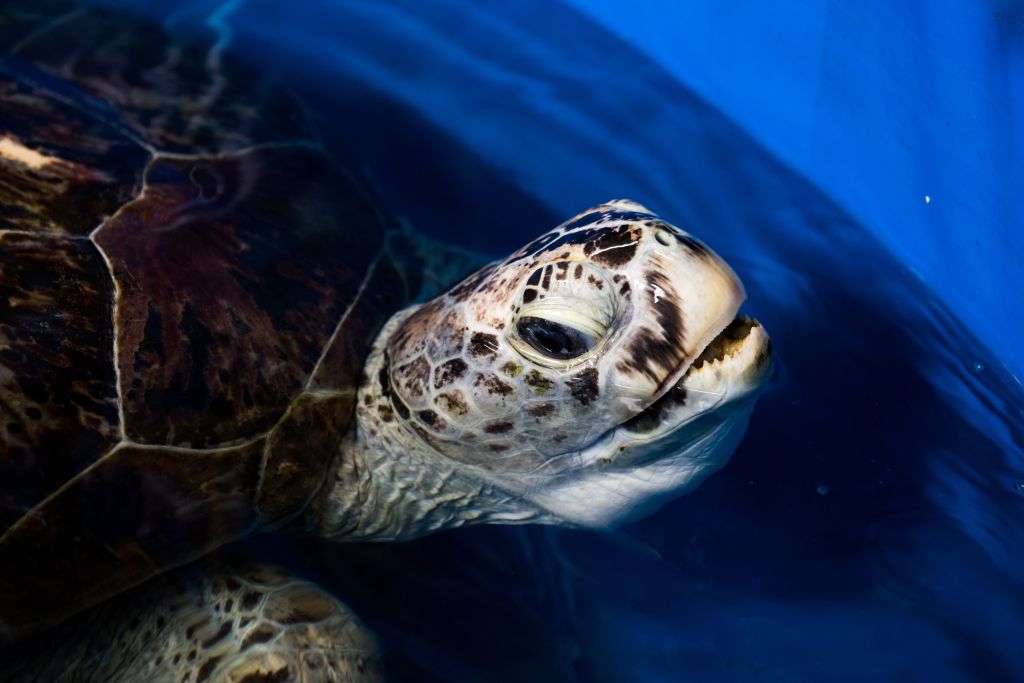 Turtle in Thailand Dies After Eating Hundreds of Coins
