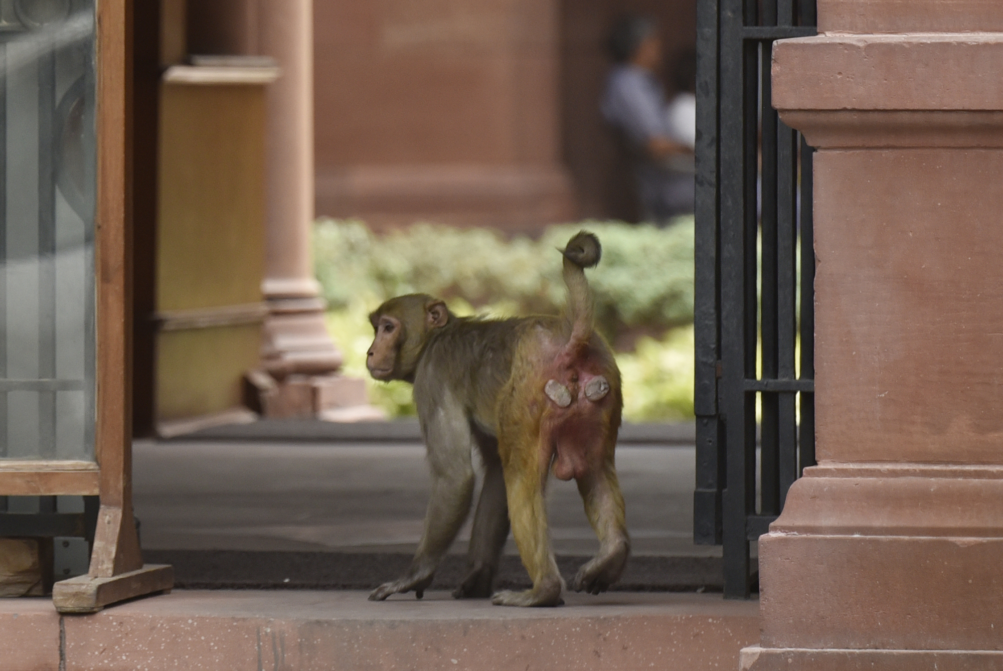 Watch This Monkey Steal Cash From a Jewelry Store In India