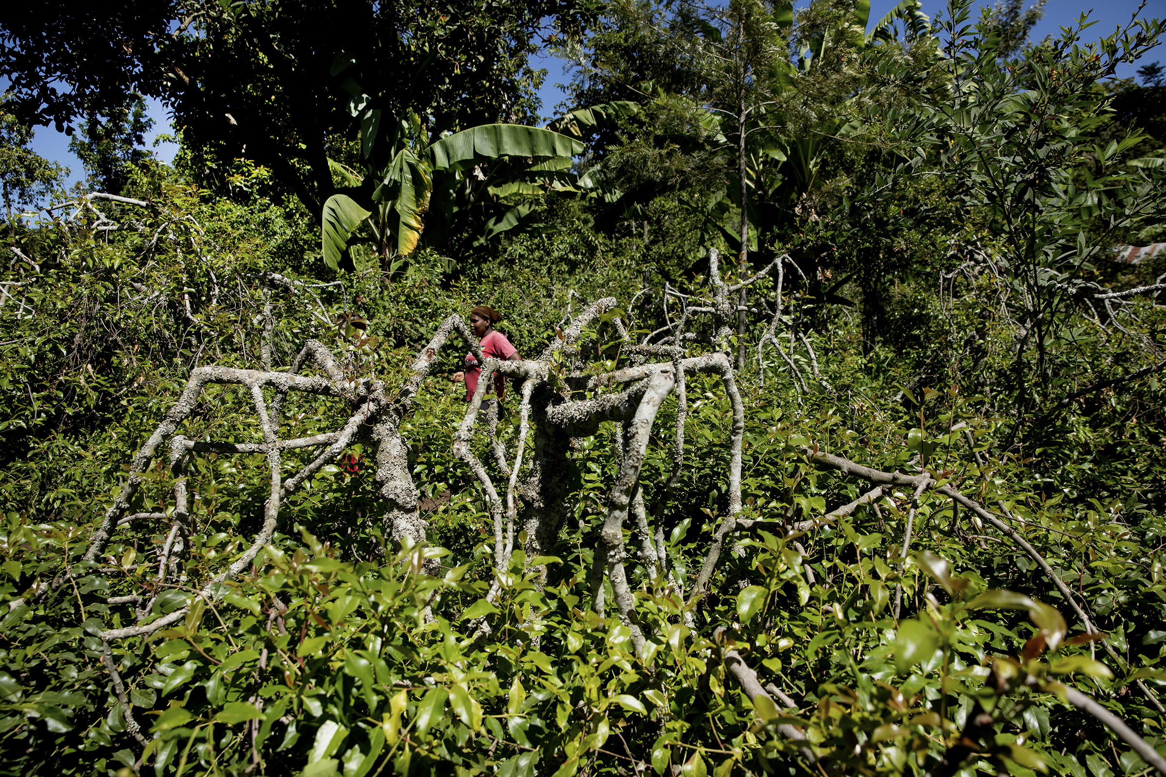 Why Women Dominate Kenya's Trade in Drought-Resistant Khat