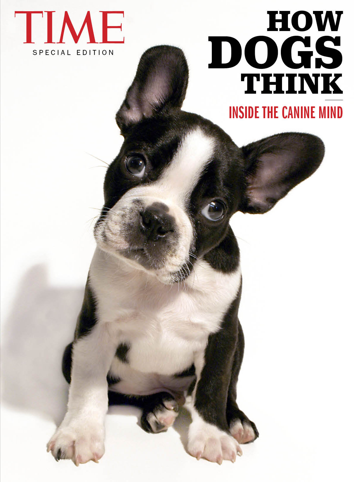 Why Dogs and Humans Love Each Other So Much