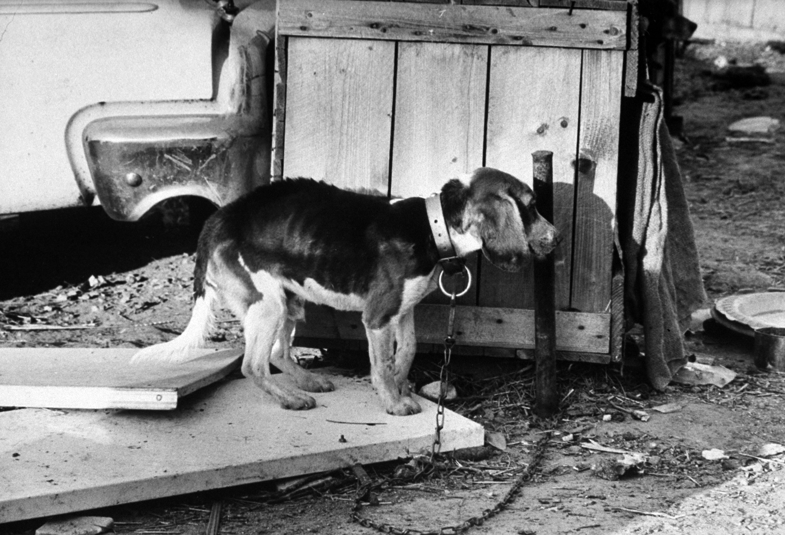 'Concentration Camps for Dogs': Revisiting a Searing LIFE Classic