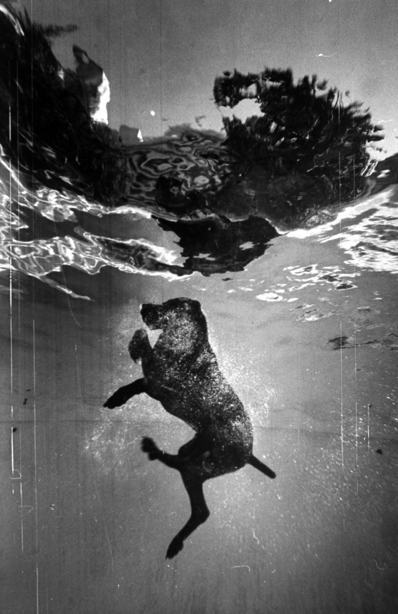 Celebrate National Dog Day With Bellybutton the Deep-Diving Dog