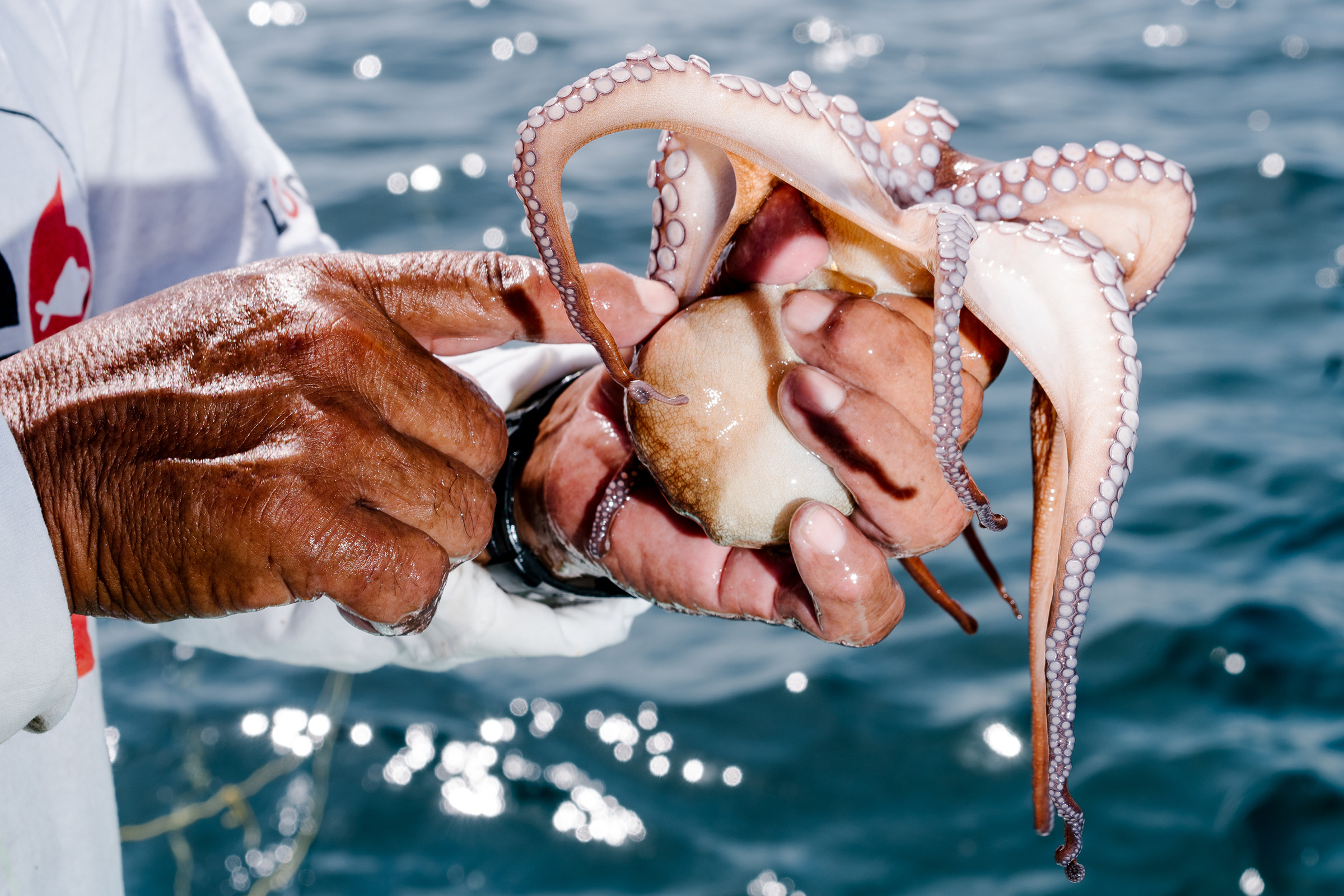 The Race to Produce the World's First Farm-Raised Octopus