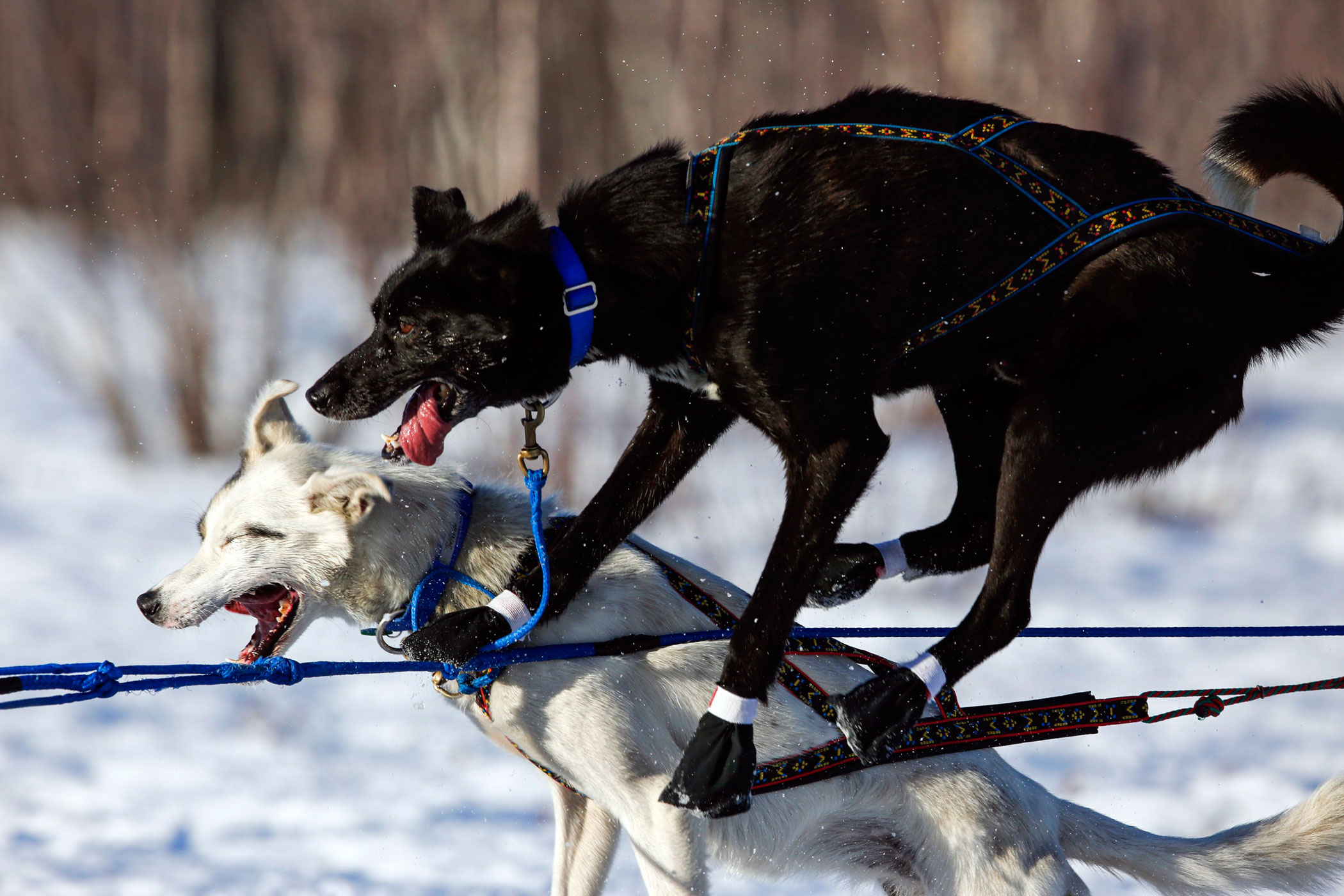 2016 Iditarod Trail Sled Dog Race: See the Best Photos