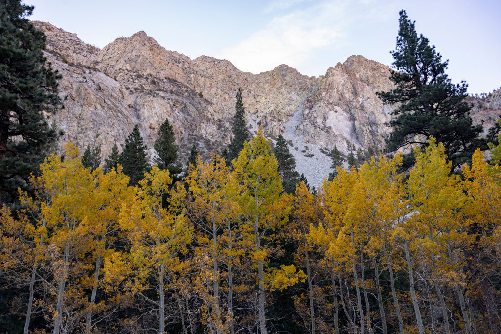 Plants Struggle To Find New Homes To Escape Climate Change